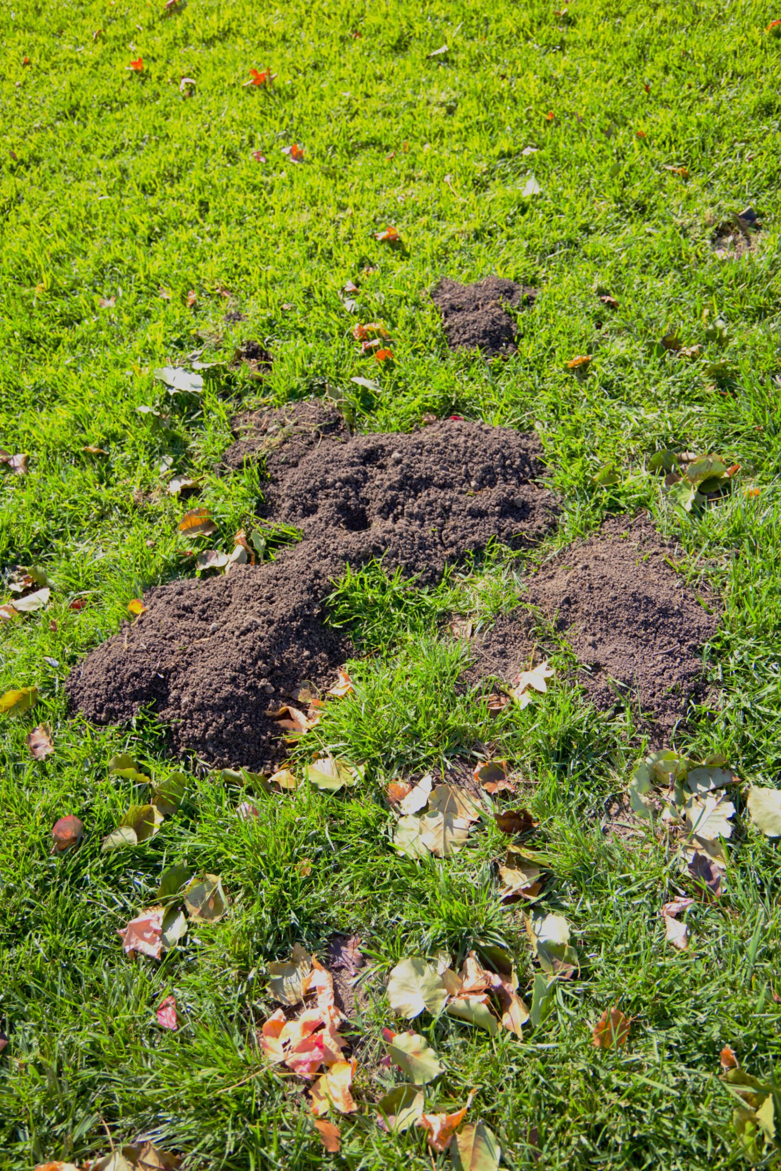 Gopher Infestation how to guide